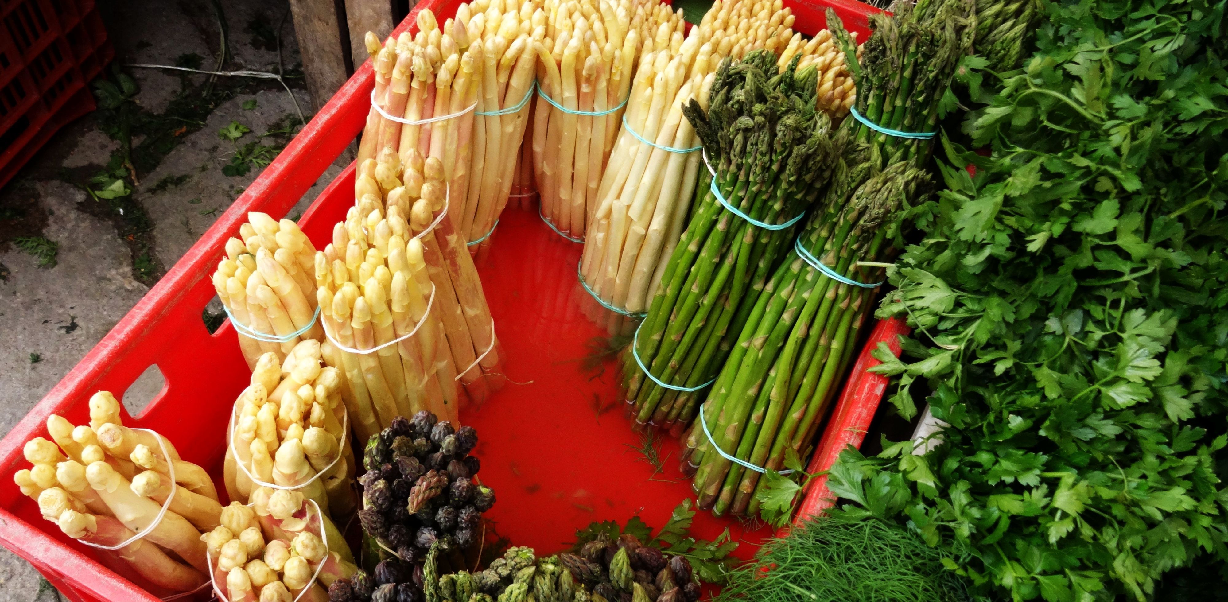 Germans in distress. A shortage of asparagus pickers from