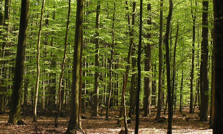 W Polsce coraz więcej... lasów