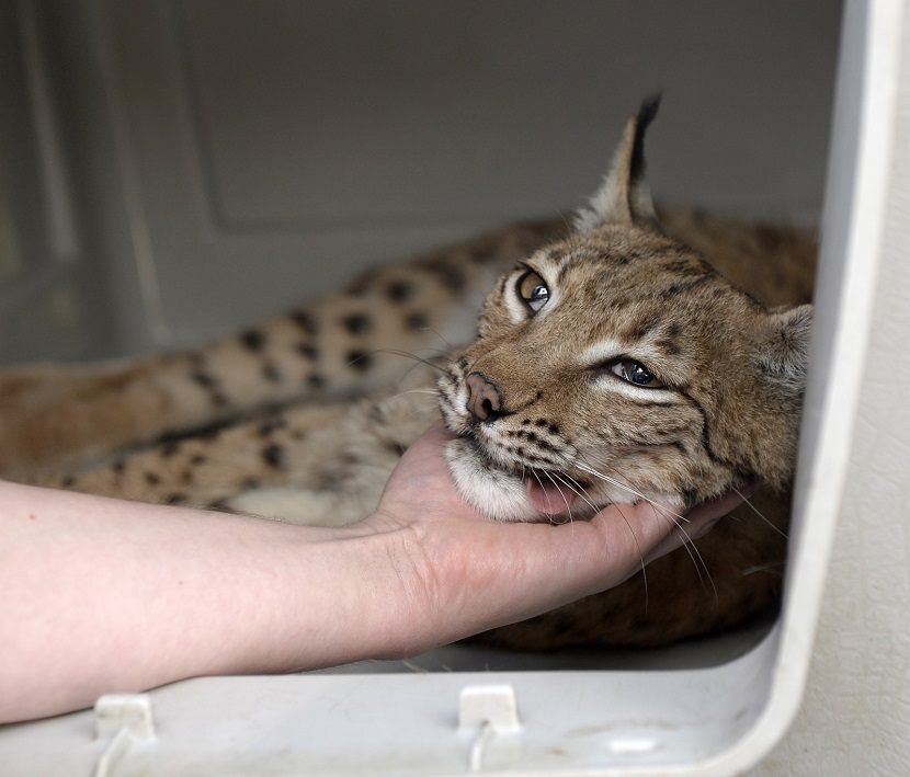 Sukces weterynarzy z Przemyśla. Wyleczona samica rysia powróciła do ...