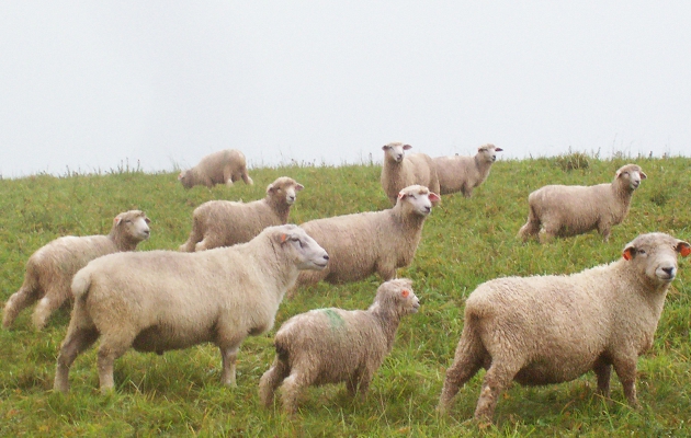 Beskidzcy bacowie "mieszali" i okadzali owce. Zwierzęta już na halach