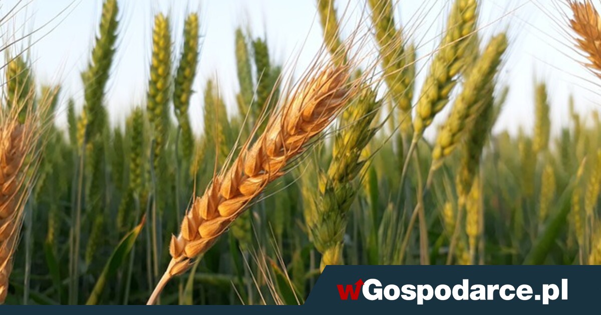 Polskie rolnictwo ekologiczne ma się źle - wGospodarce.pl