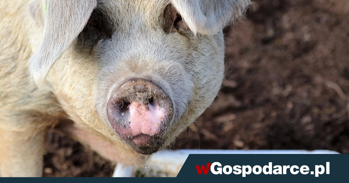 Polski tucznik z... ziołami w diecie - wGospodarce.pl