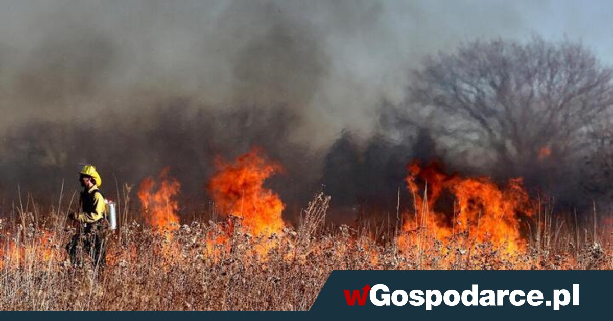 Ogień trawi lasy na granicy Bułgarii z Grecją; płonie poligon ...