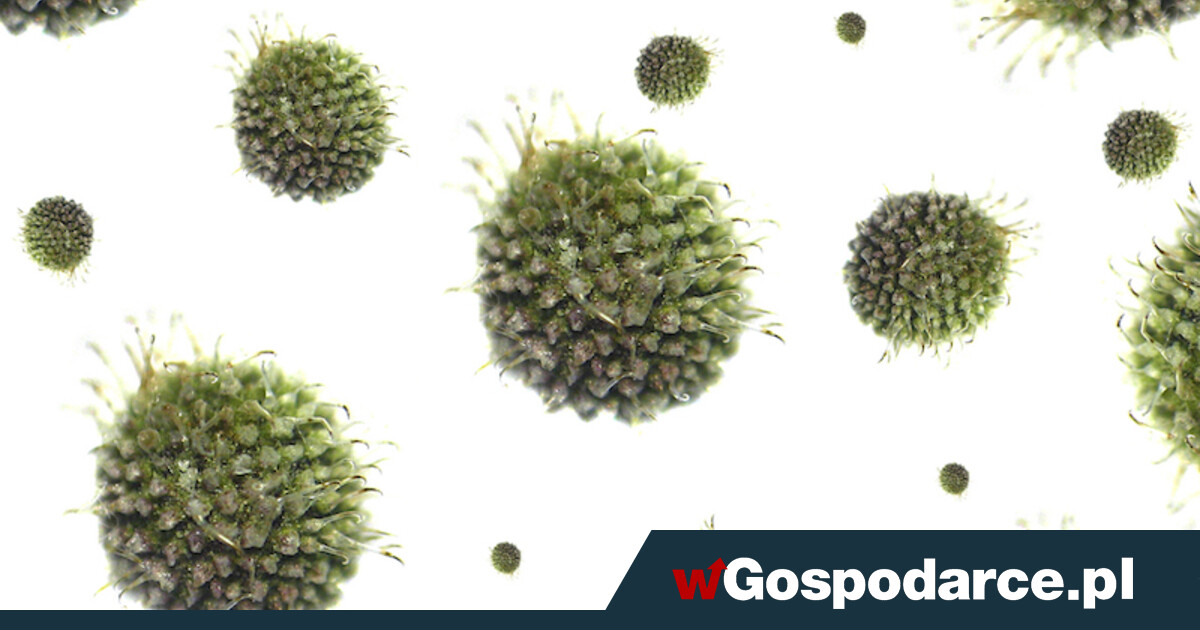 Wirus Zika uderza w turystykę. Straty mogą sięgnąć 64 mld dol ...