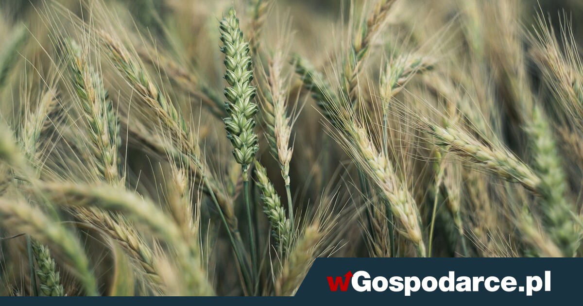 Kryzys? "Analitycy nie wiedzą, ile jest zboża w Polsce" - wGospodarce.pl