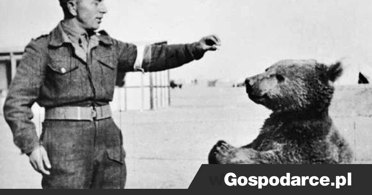 Legendarny, polski miś otrzyma pomnik - wGospodarce.pl