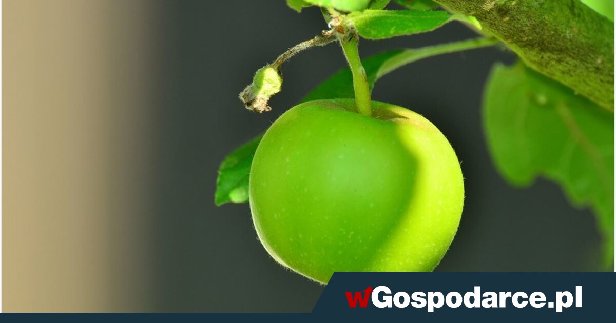 Kara 8,3 mln zł dla przetwórcy jabłek - wGospodarce.pl