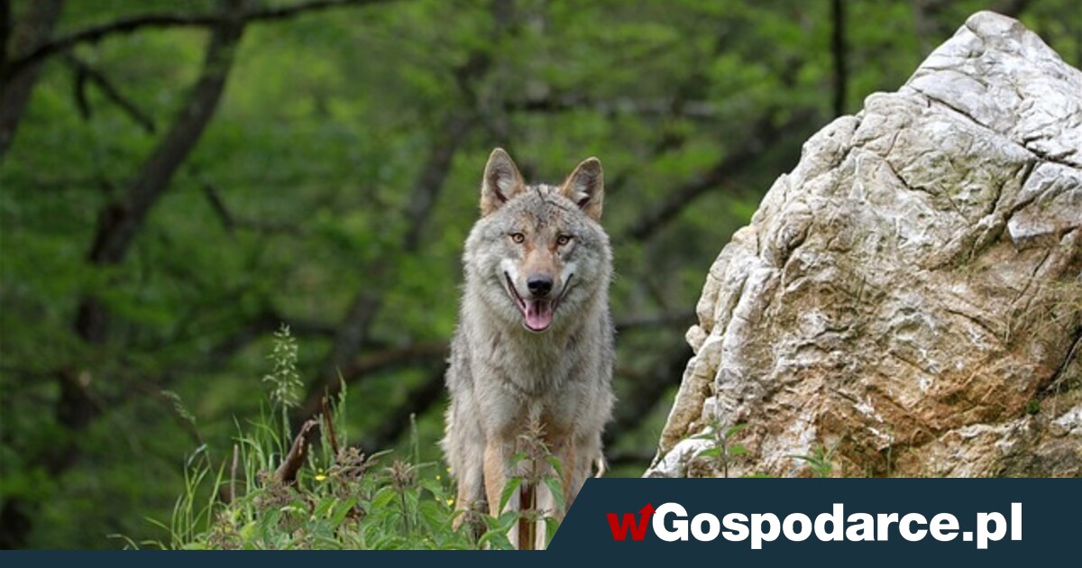 Szefowa KE chce z zemsty wybić wilki w Europie - wGospodarce.pl