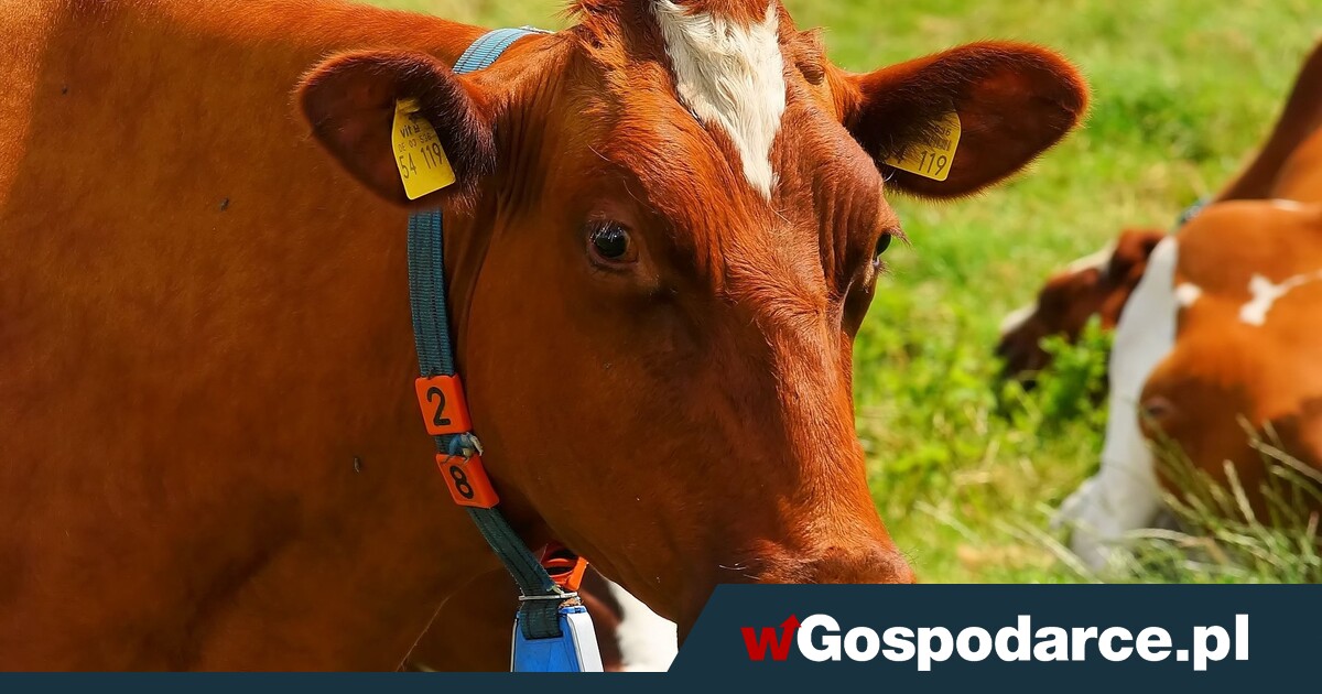 Krowa w toalecie! „Płynne złoto” - wGospodarce.pl