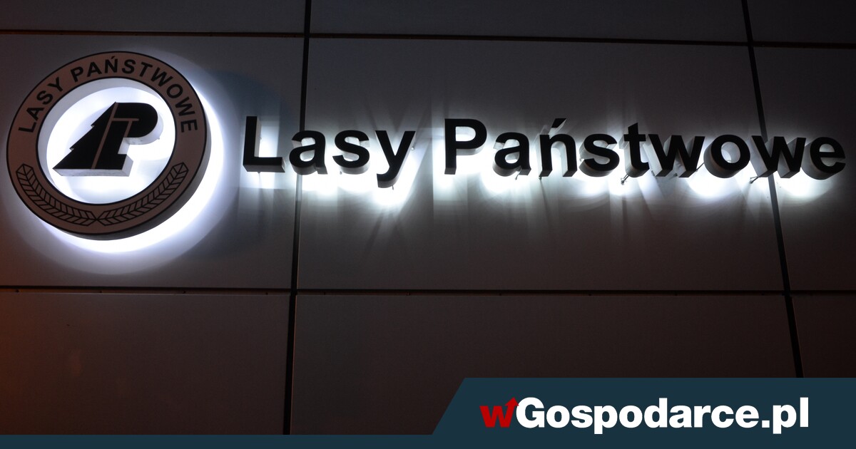 Co czeka Lasy Państwowe? Upolitycznienie i czystki kadrowe - wGospodarce.pl