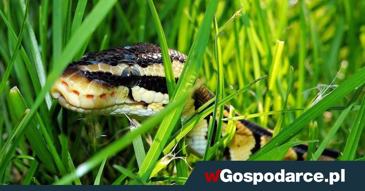 Szukają pytona na zdjęciach - wGospodarce.pl
