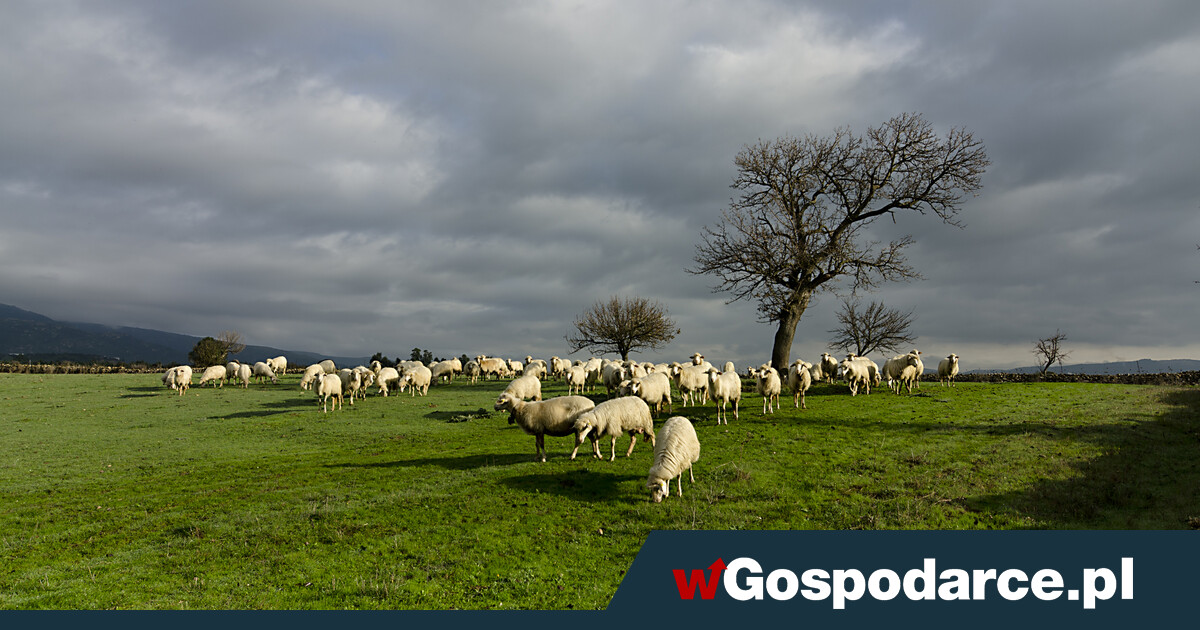Polscy rolnicy podbiją świat - wGospodarce.pl