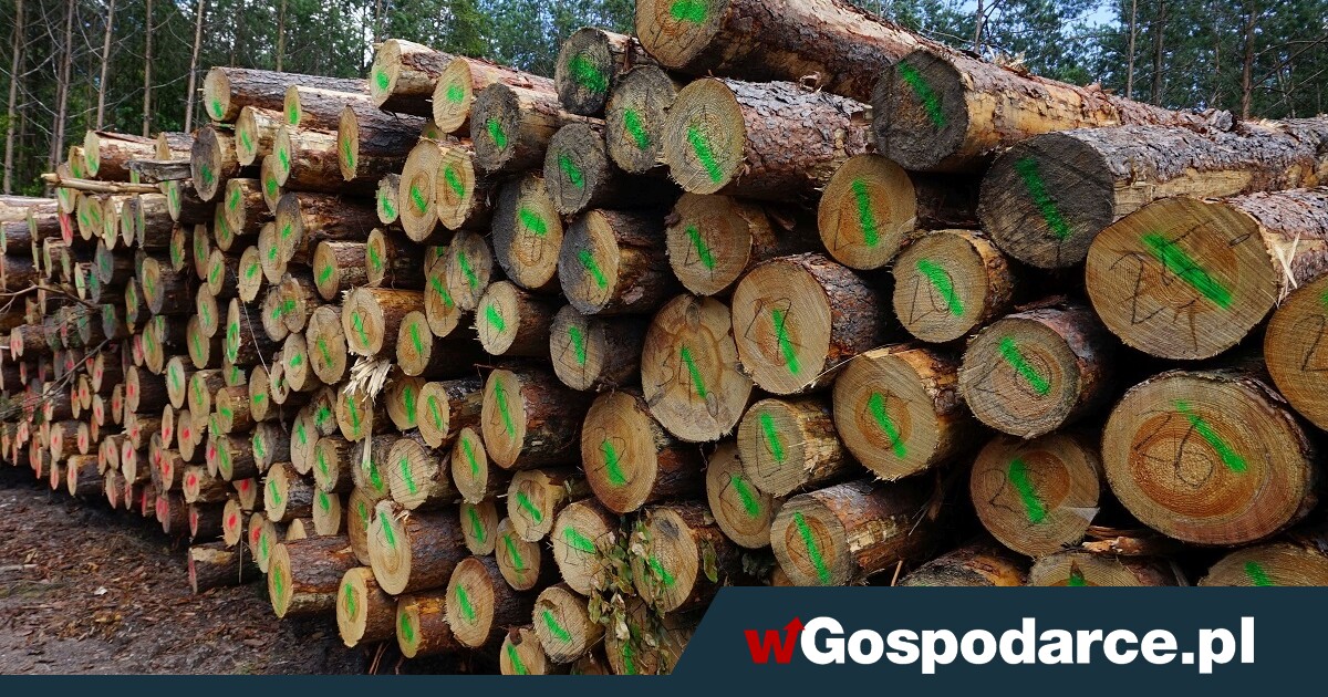 Dokąd trafiło polskie drewno? Zaskakujące kierunki - wGospodarce.pl