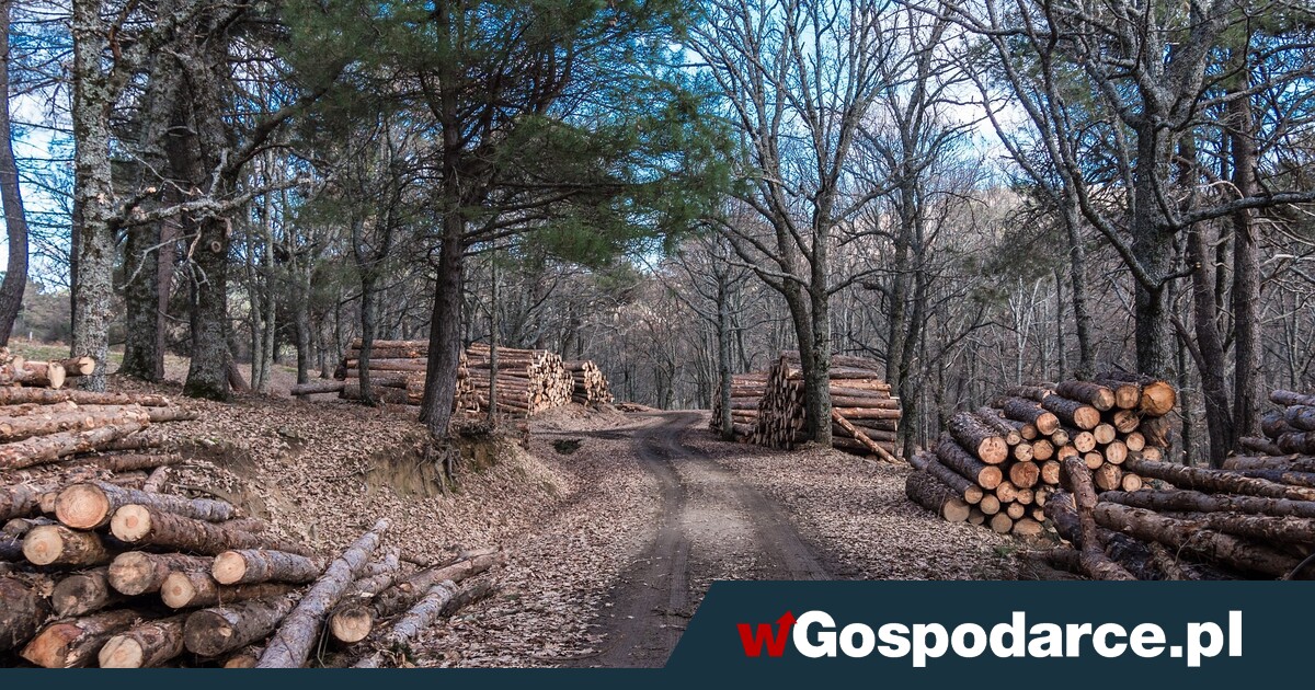 Pirackie drewno z Rosji. Sposoby na omijanie sankcji - wGospodarce.pl