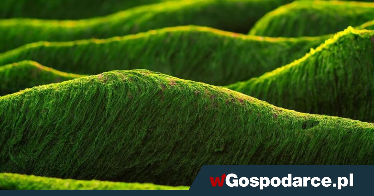 Ta "superżywność" wyżywi świat? Sensacyjne badania! - wGospodarce.pl