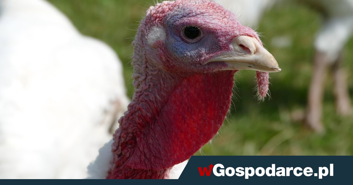67 tysięcy indyków zostanie wybitych. „Zaraza” - wGospodarce.pl