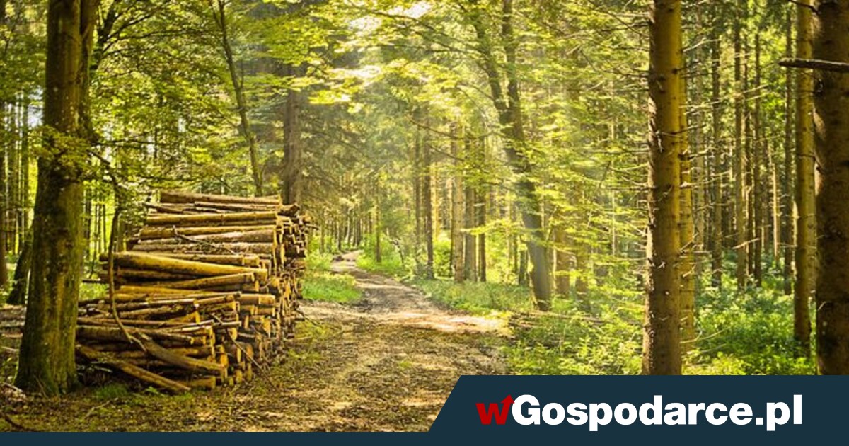 Polskie lasy są warte bilion złotych - wGospodarce.pl